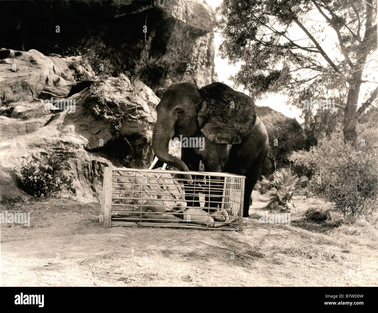 Johnny weissmuller tarzan elephant Banque de photographies et d’images ...