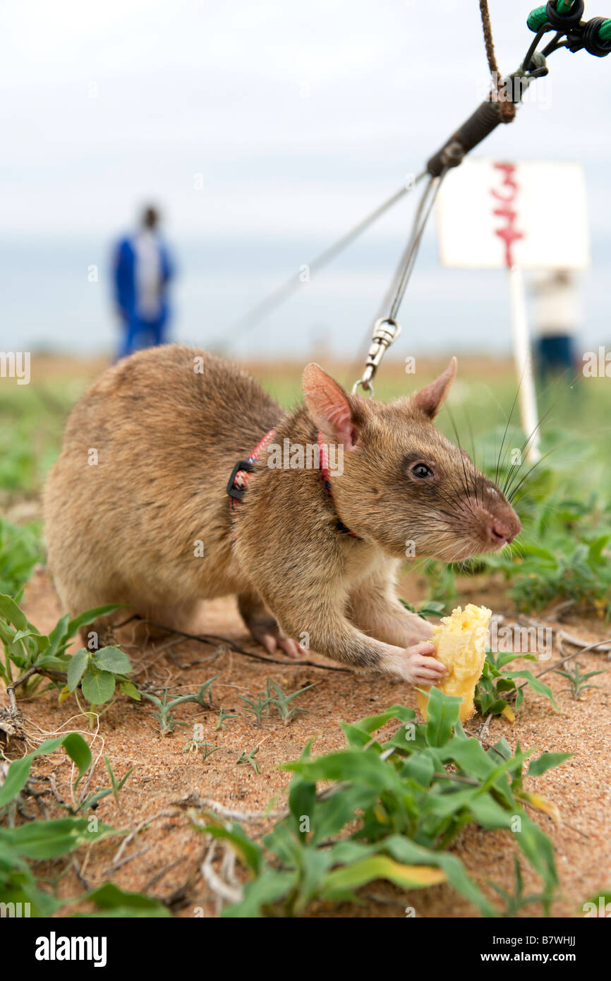 Giant rat Banque de photographies et d’images à haute résolution - Alamy