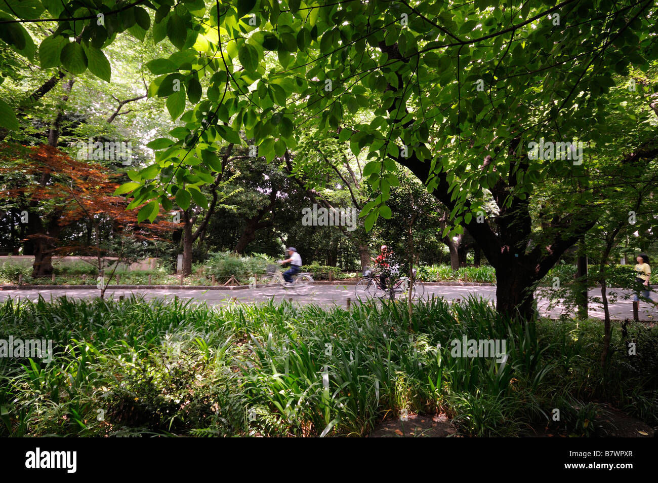 Arbres du parc ueno Banque de photographies et d’images à haute ...