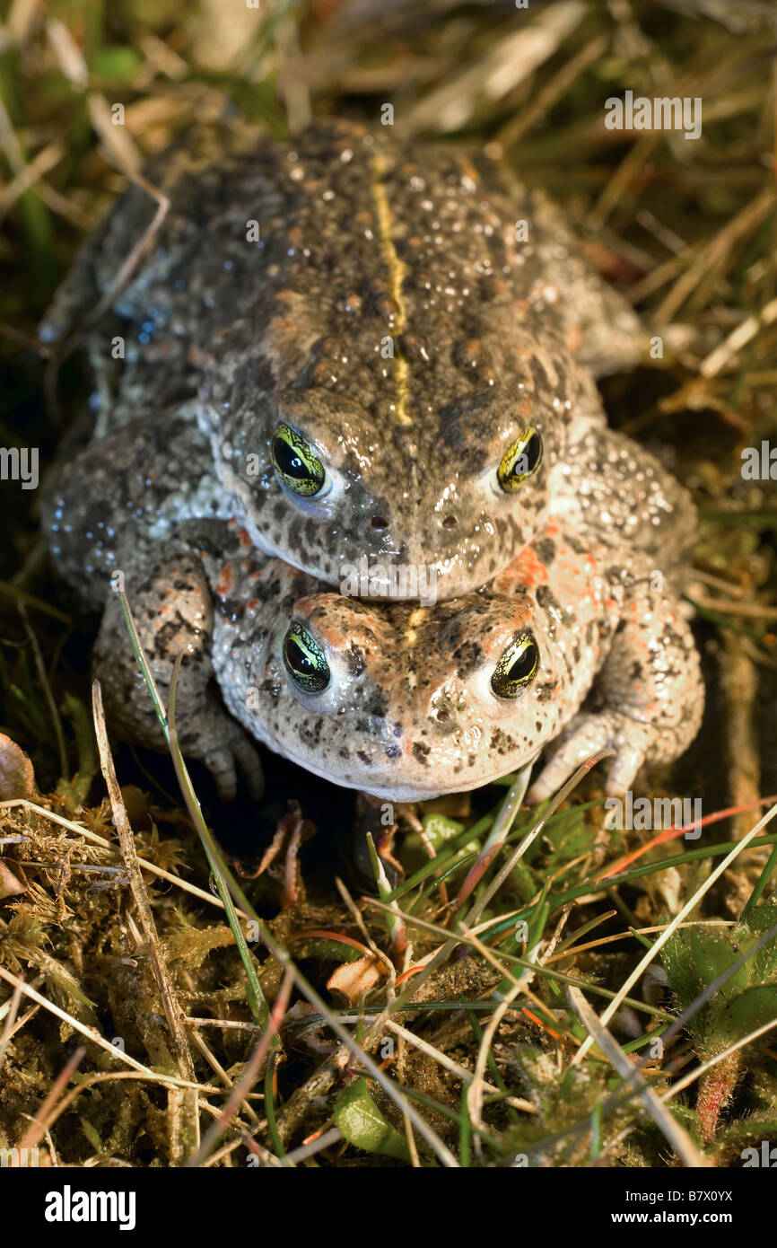 Crapaud anglais Banque de photographies et d’images à haute résolution ...