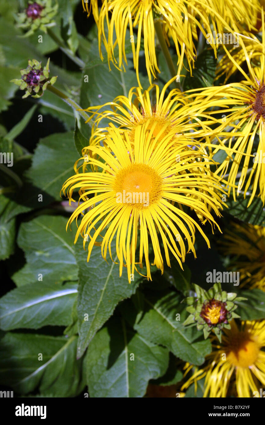 Inula hookeri Banque de photographies et d’images à haute résolution ...