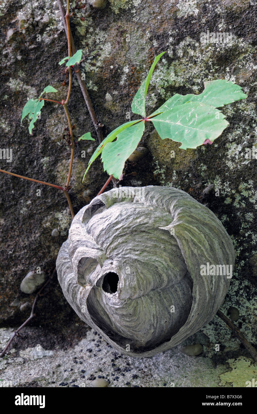 Un nid de frelons Banque de photographies et d’images à haute ...
