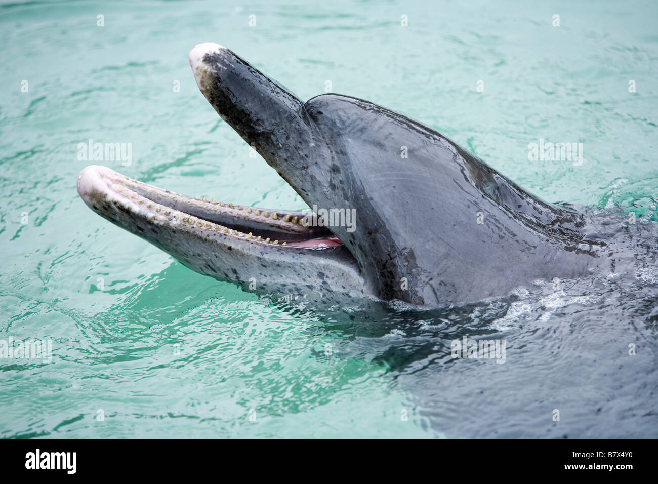 Dolphin nose Banque de photographies et d’images à haute résolution - Alamy