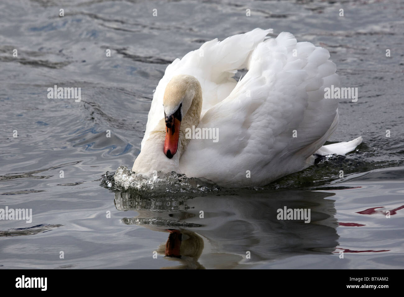Mâle cygne muet en colère Banque de photographies et d’images à haute résolution - Alamy