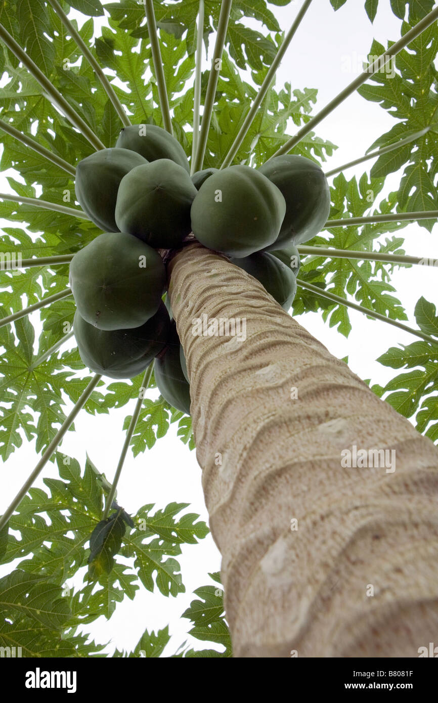 Papaye arbre Banque de photographies et d’images à haute résolution - Alamy