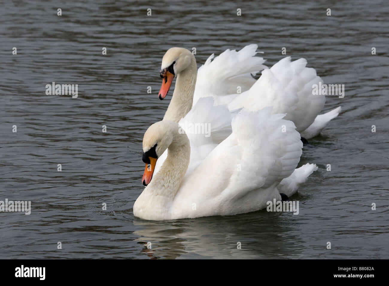 Mâle cygne muet en colère Banque de photographies et d’images à haute résolution - Alamy