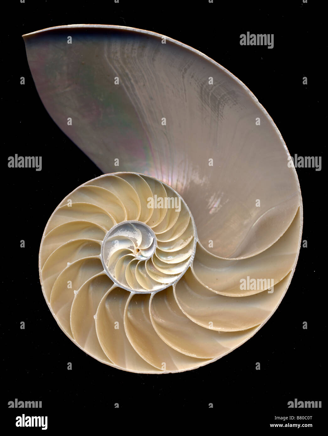 Pearly nautilus Banque de photographies et d’images à haute résolution ...