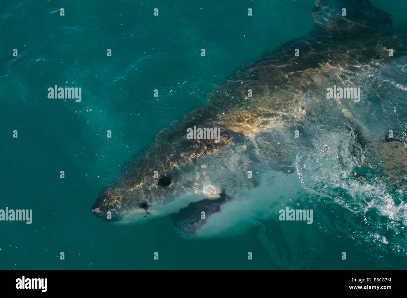Requin cage Banque de photographies et d’images à haute résolution - Alamy