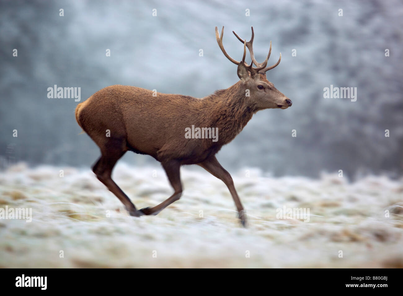 Cerfs qui court Banque de photographies et d’images à haute résolution ...