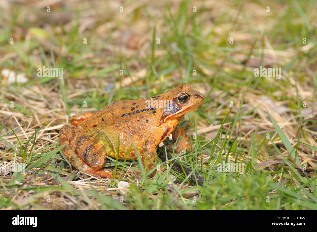 Grenouille des bois adulte rana sylvatica Banque de photographies et d ...
