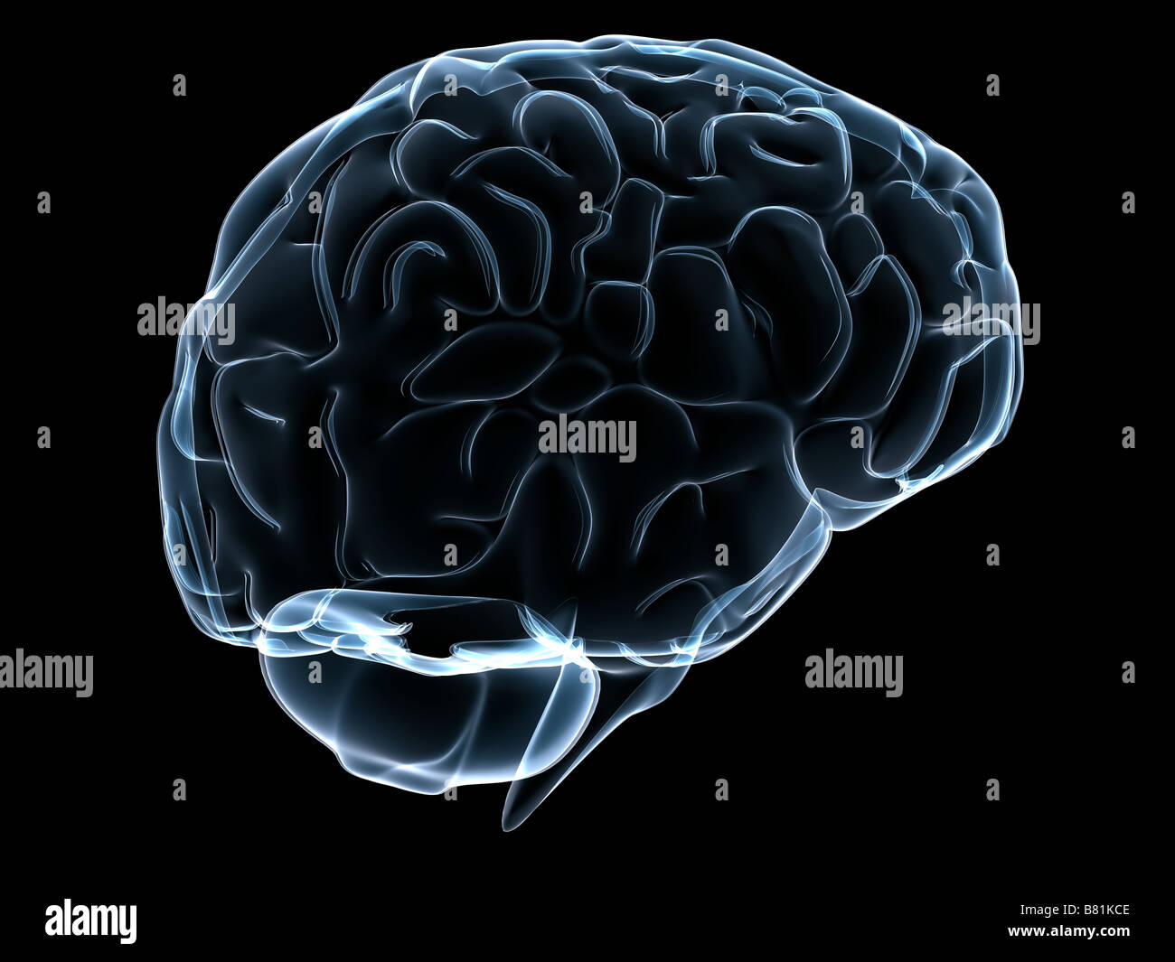 Cerveau humain Banque de photographies et d’images à haute résolution ...