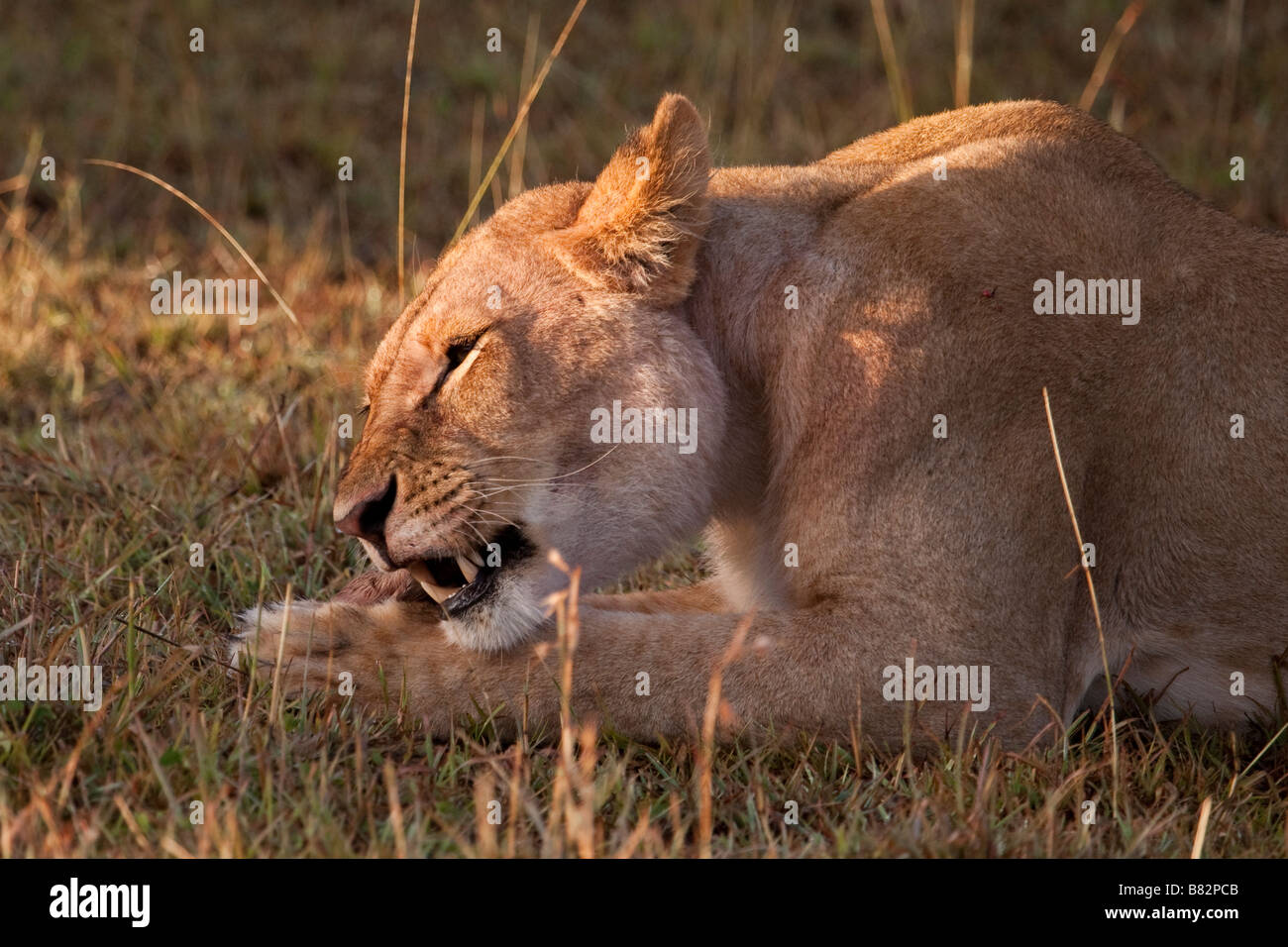 Lion chewing Banque de photographies et d’images à haute résolution - Alamy
