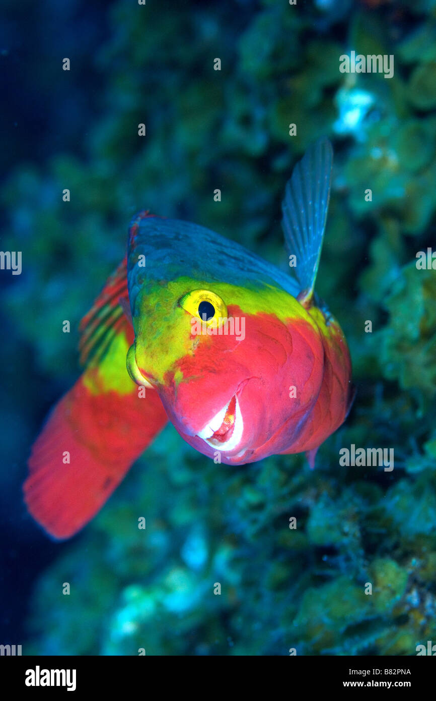 Poissons perroquet el hierro canaries Banque de photographies et d ...