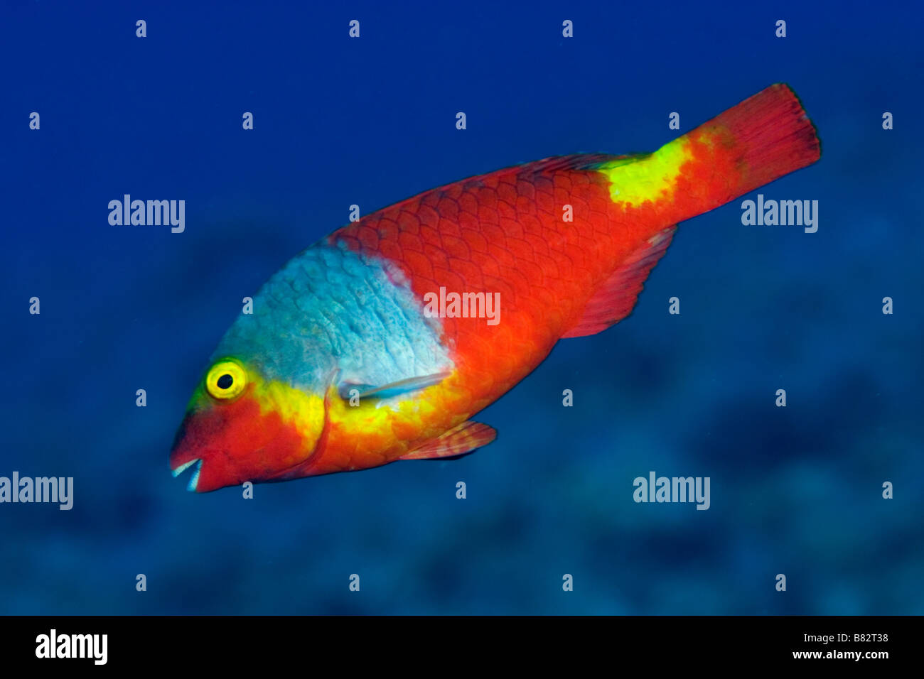 Poissons perroquet el hierro canaries Banque de photographies et d ...