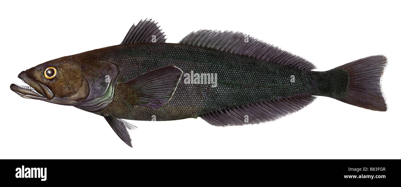 Dissostichus eleginoides Banque de photographies et d’images à haute ...