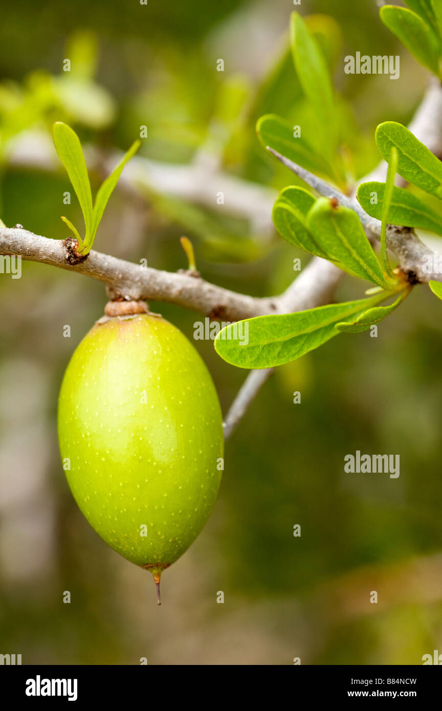 Fruits d'Argan Argania spinosa Maroc Photo Stock - Alamy
