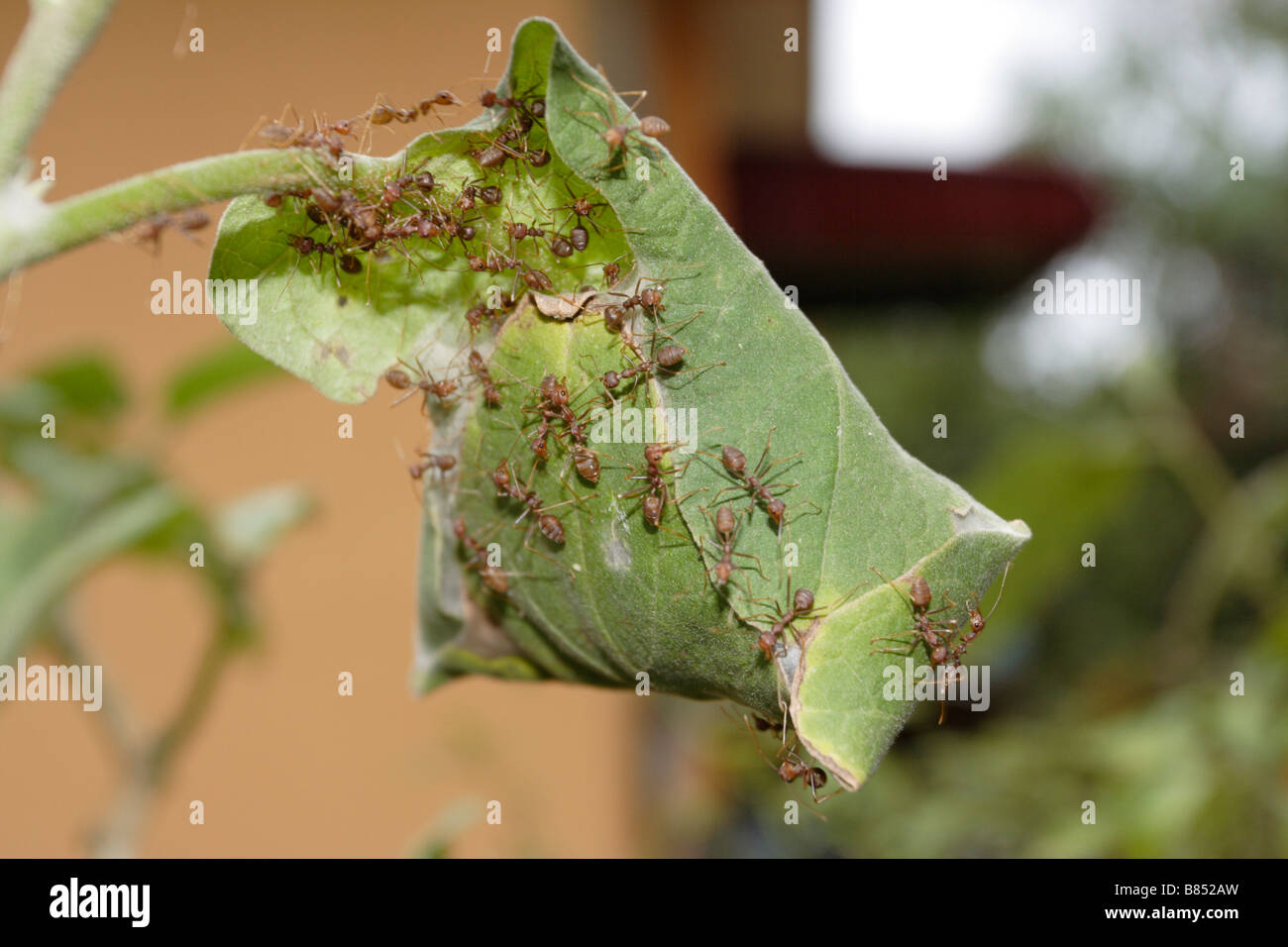Construire un nid Banque de photographies et d’images à haute ...
