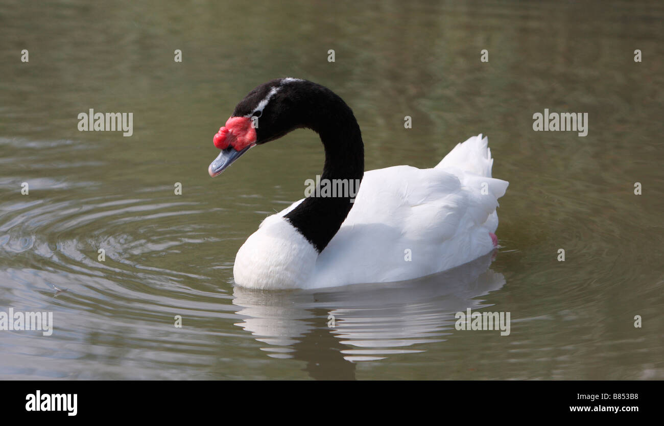 Cygnus melanocoryphus Banque de photographies et d’images à haute résolution - Alamy
