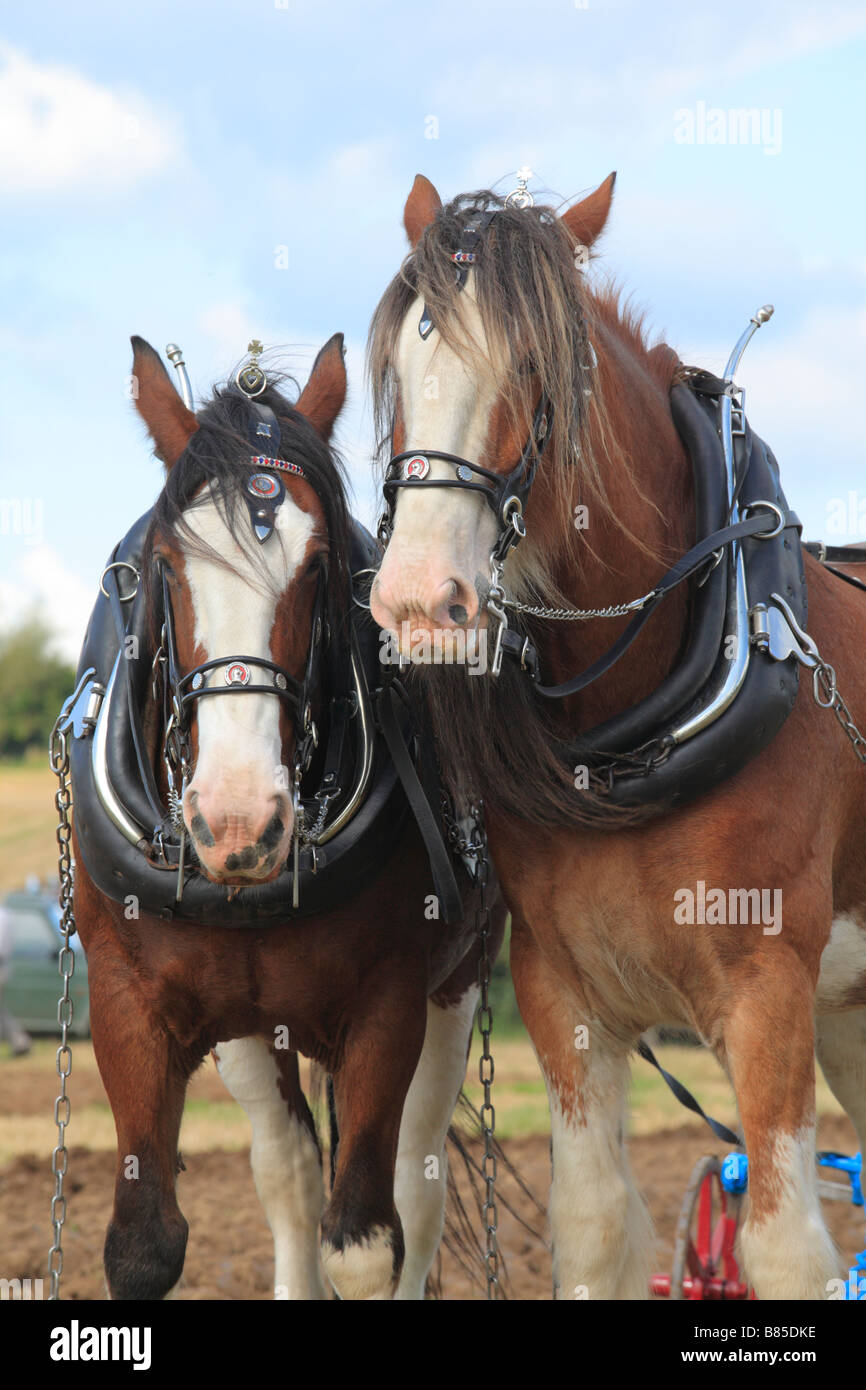 Charrue cheval labour labour Banque de photographies et d’images à ...