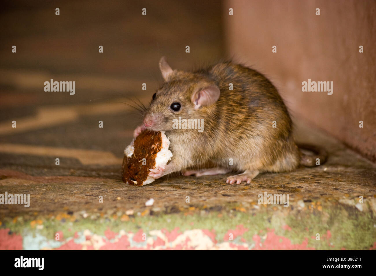 Temple du rat karni mata mandir Banque de photographies et d’images à ...