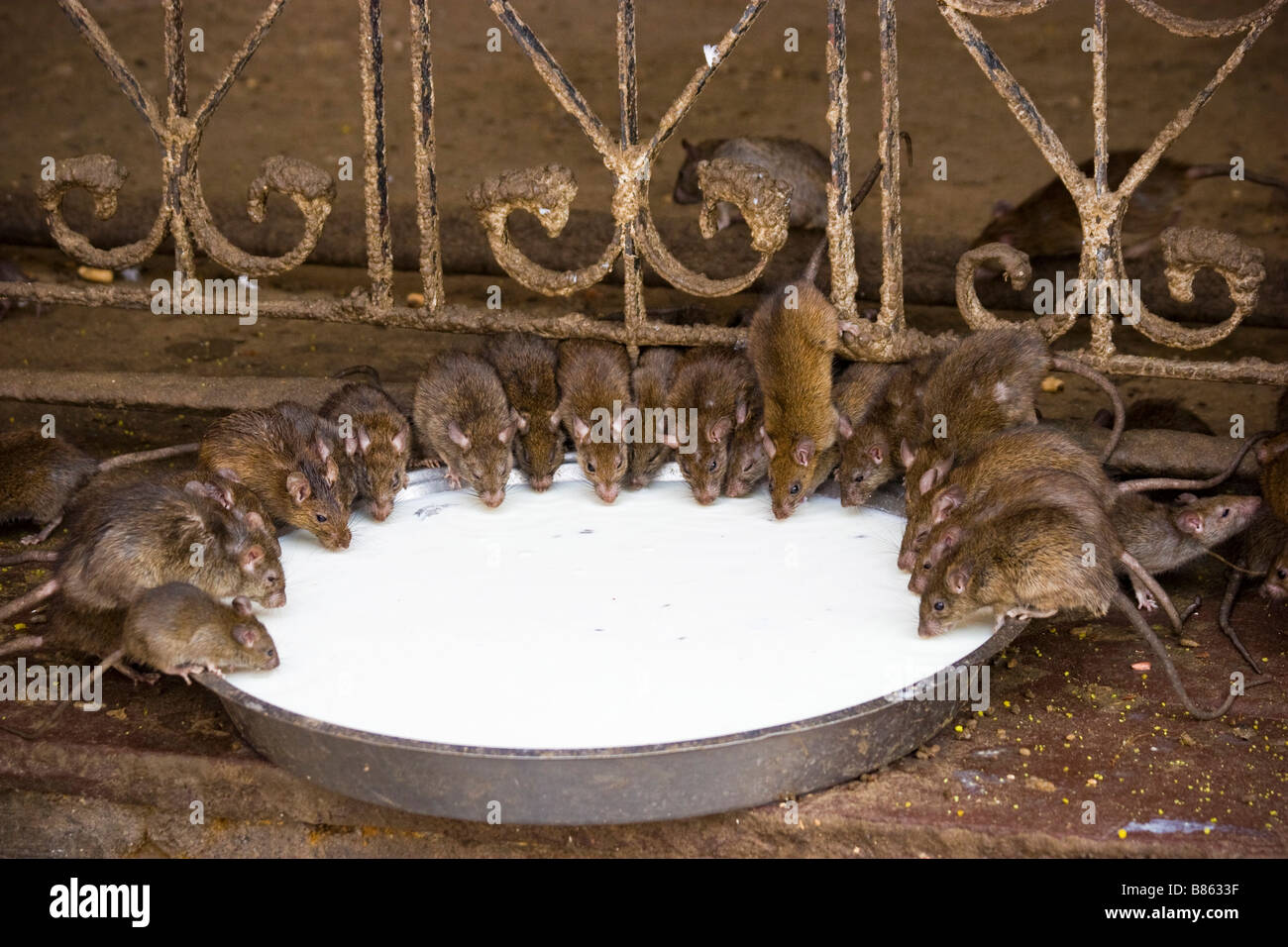Temple du rat karni mata mandir Banque de photographies et d’images à ...