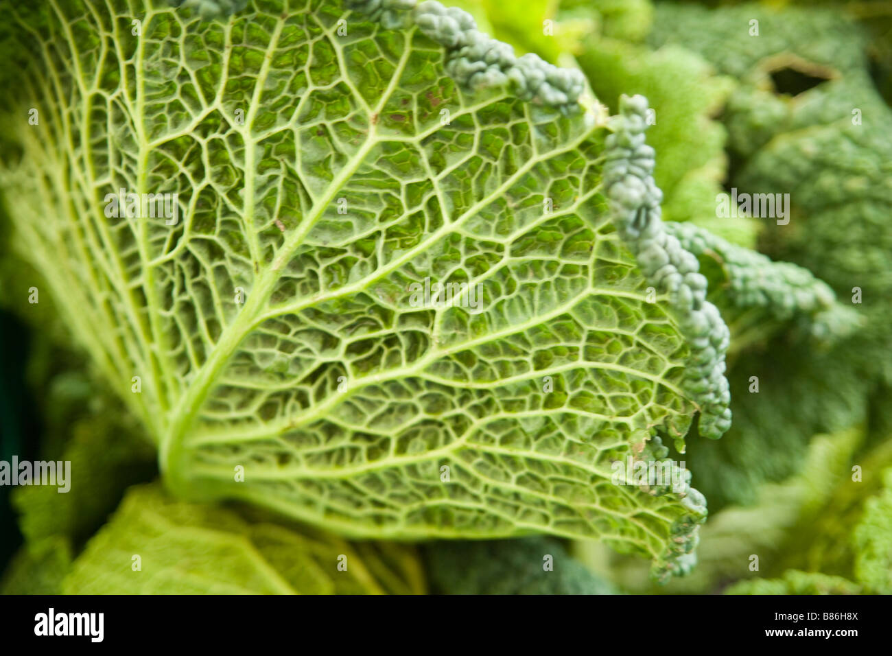 Feuille de chou Banque de photographies et d’images à haute résolution ...