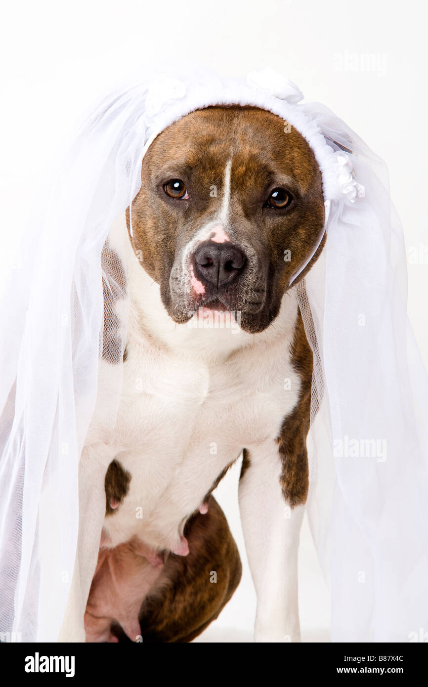 Chien de la mariée Banque de photographies et d’images à haute ...