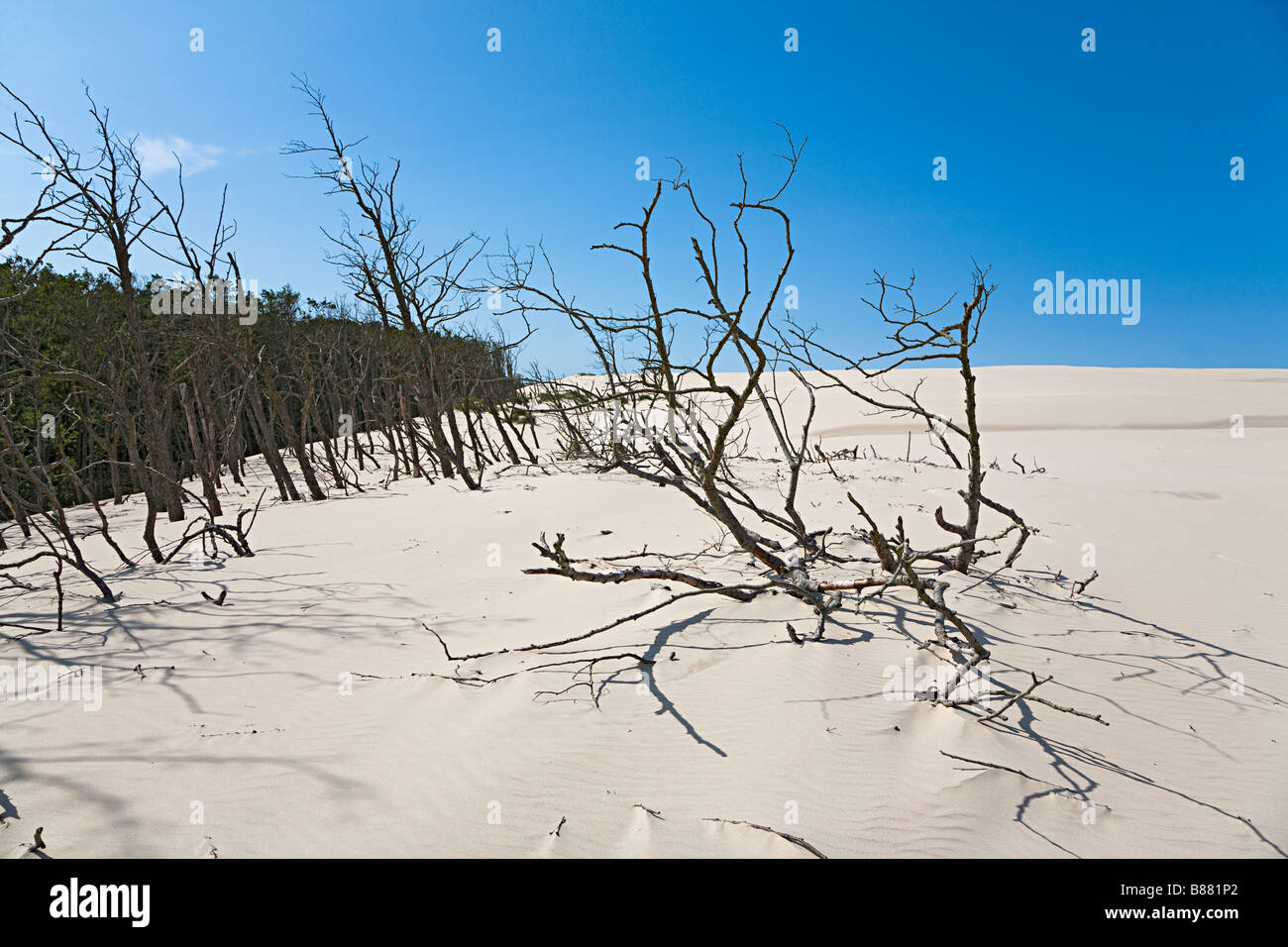 Lacka Góra dunes déménagement/poussant sur des arbres forestiers (cette ...