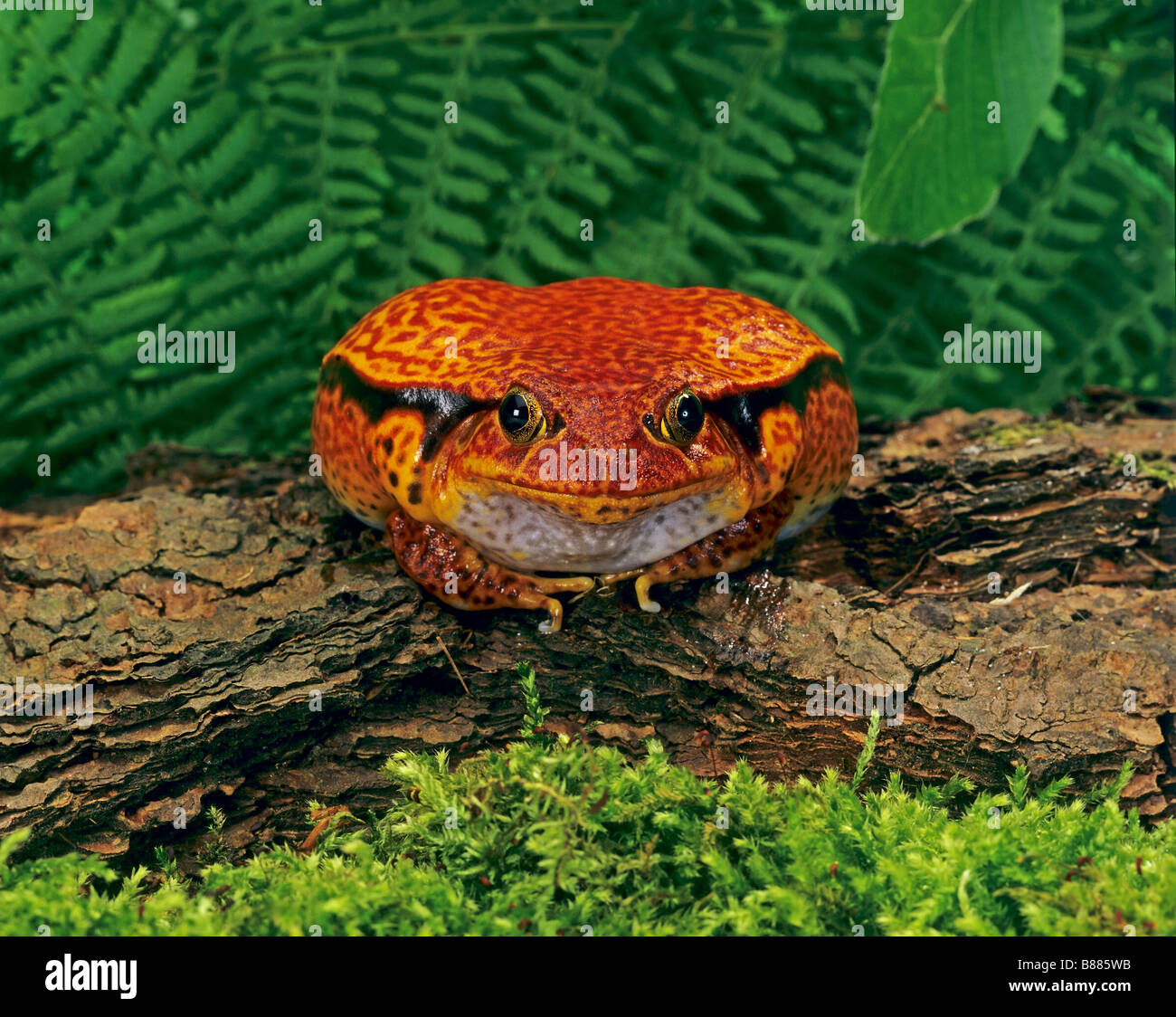 Dyscophus antongilli Banque de photographies et d’images à haute ...