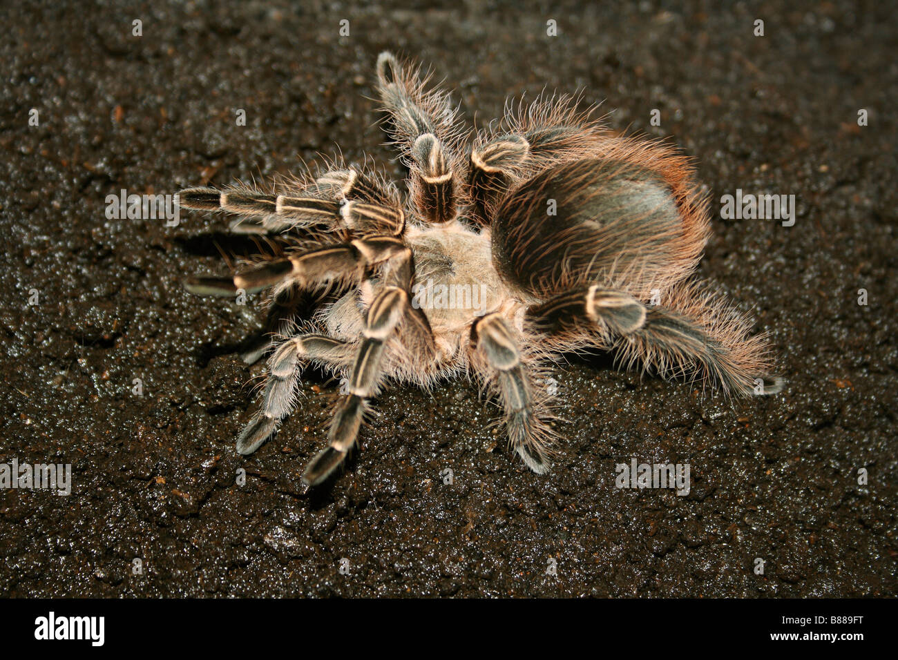Zebra tarantula Banque de photographies et d’images à haute résolution ...