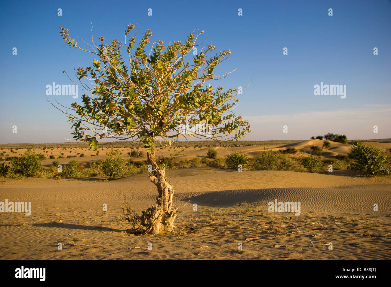 Khejri desert tree Banque de photographies et d’images à haute ...