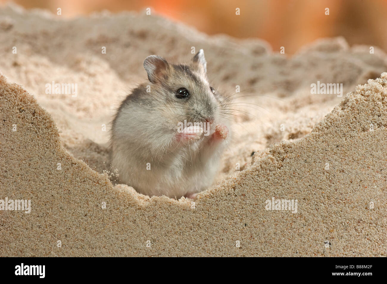 Phodopus sungorus hamster sibérien Banque de photographies et d’images ...