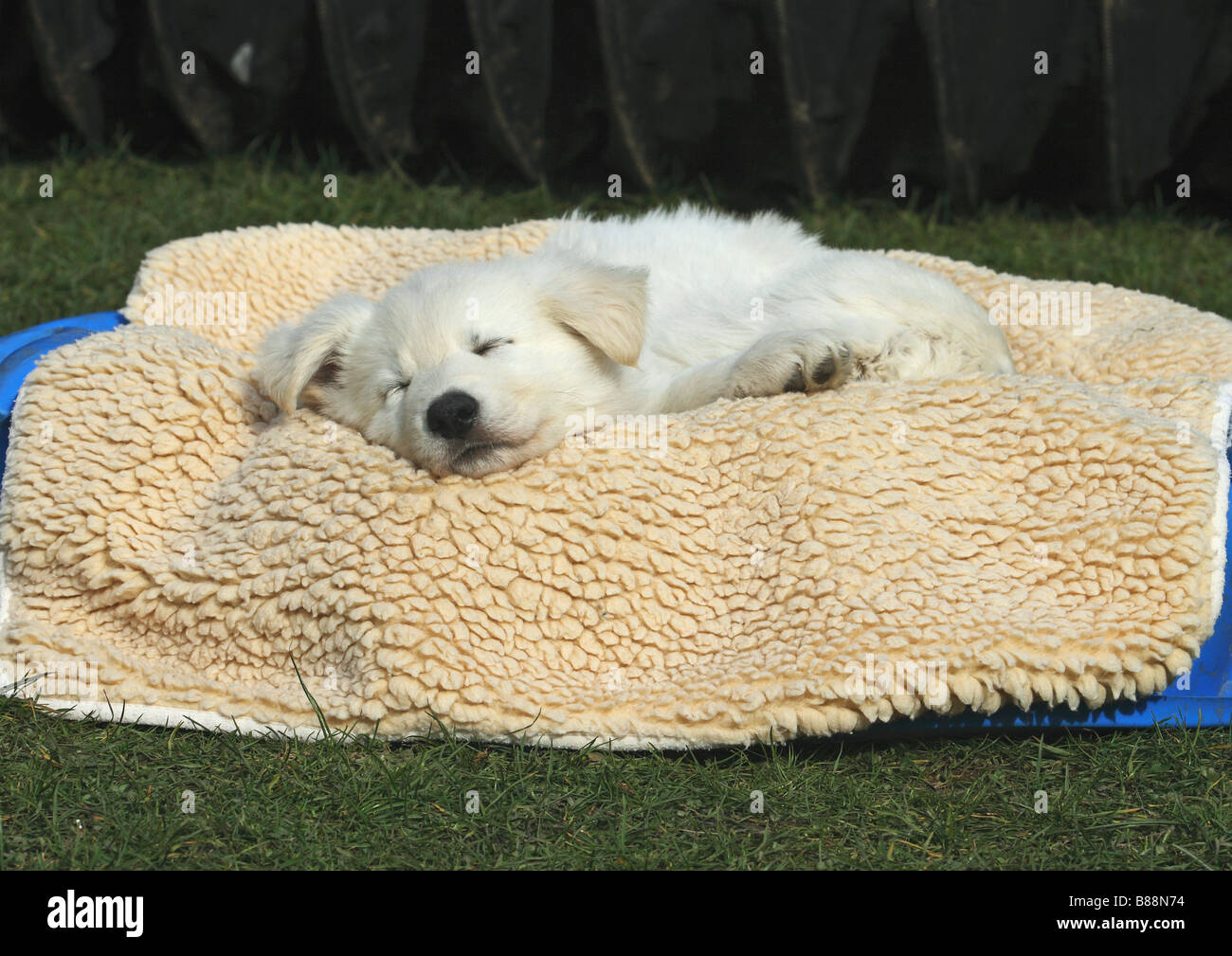 Chiens de berger suisses Banque de photographies et d’images à haute ...