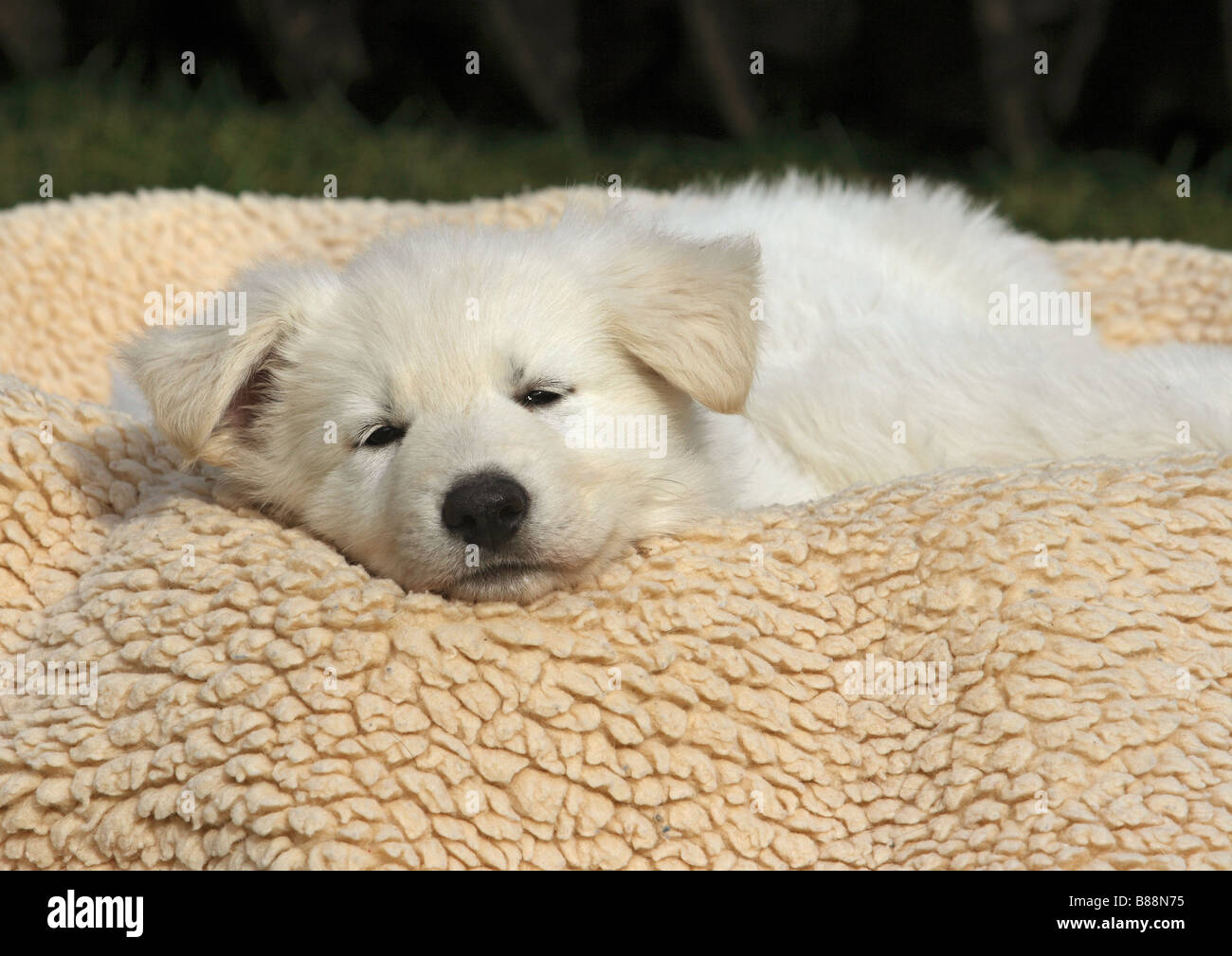 Berger Blanc Suisse - chien chiot couchage Photo Stock - Alamy