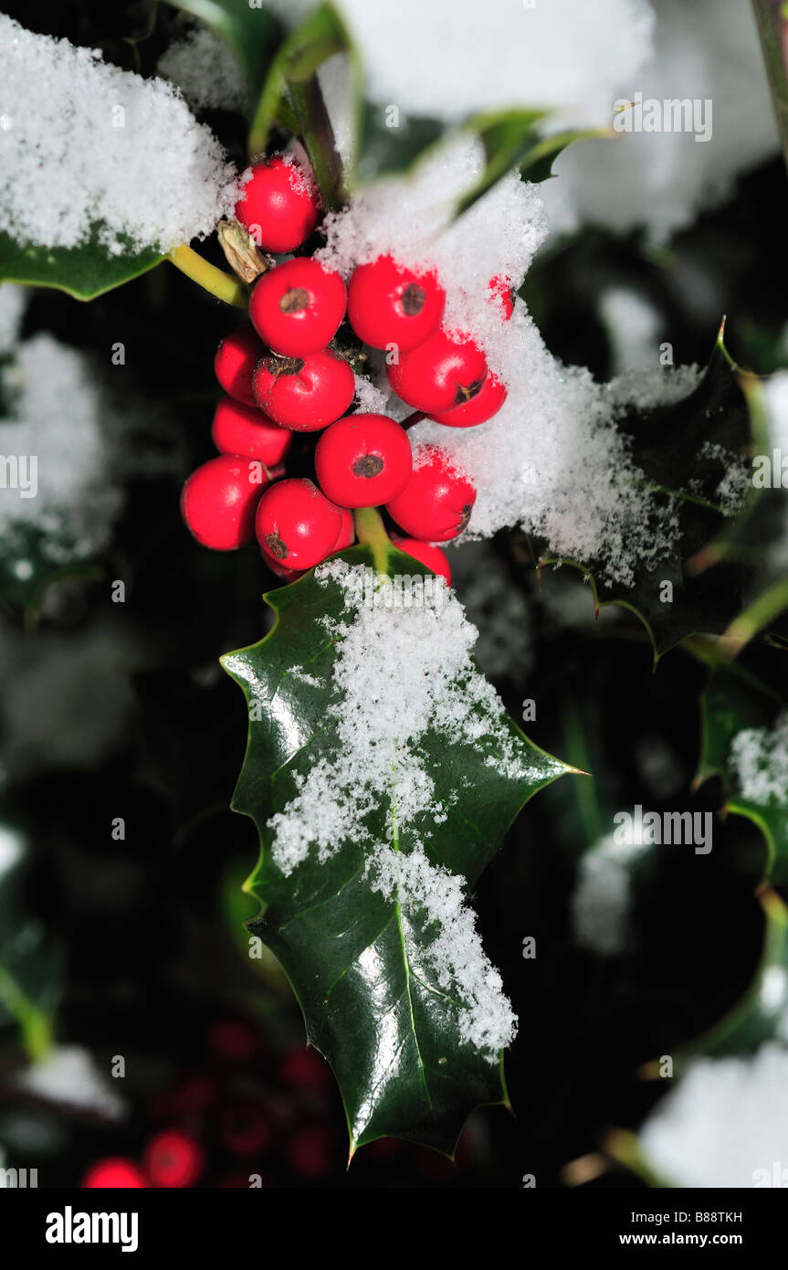Baies de houx rouge d'hiver Banque de photographies et d’images à haute ...