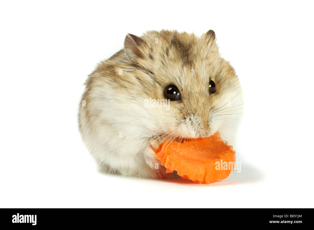 Hamster mignon Banque de photographies et d’images à haute résolution ...