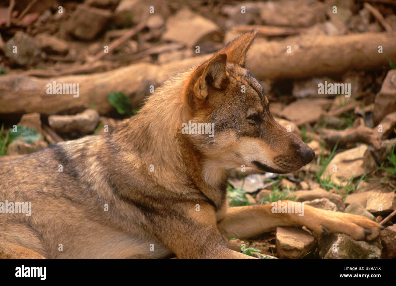 Lobo iberico canis lupus Banque de photographies et d’images à haute ...