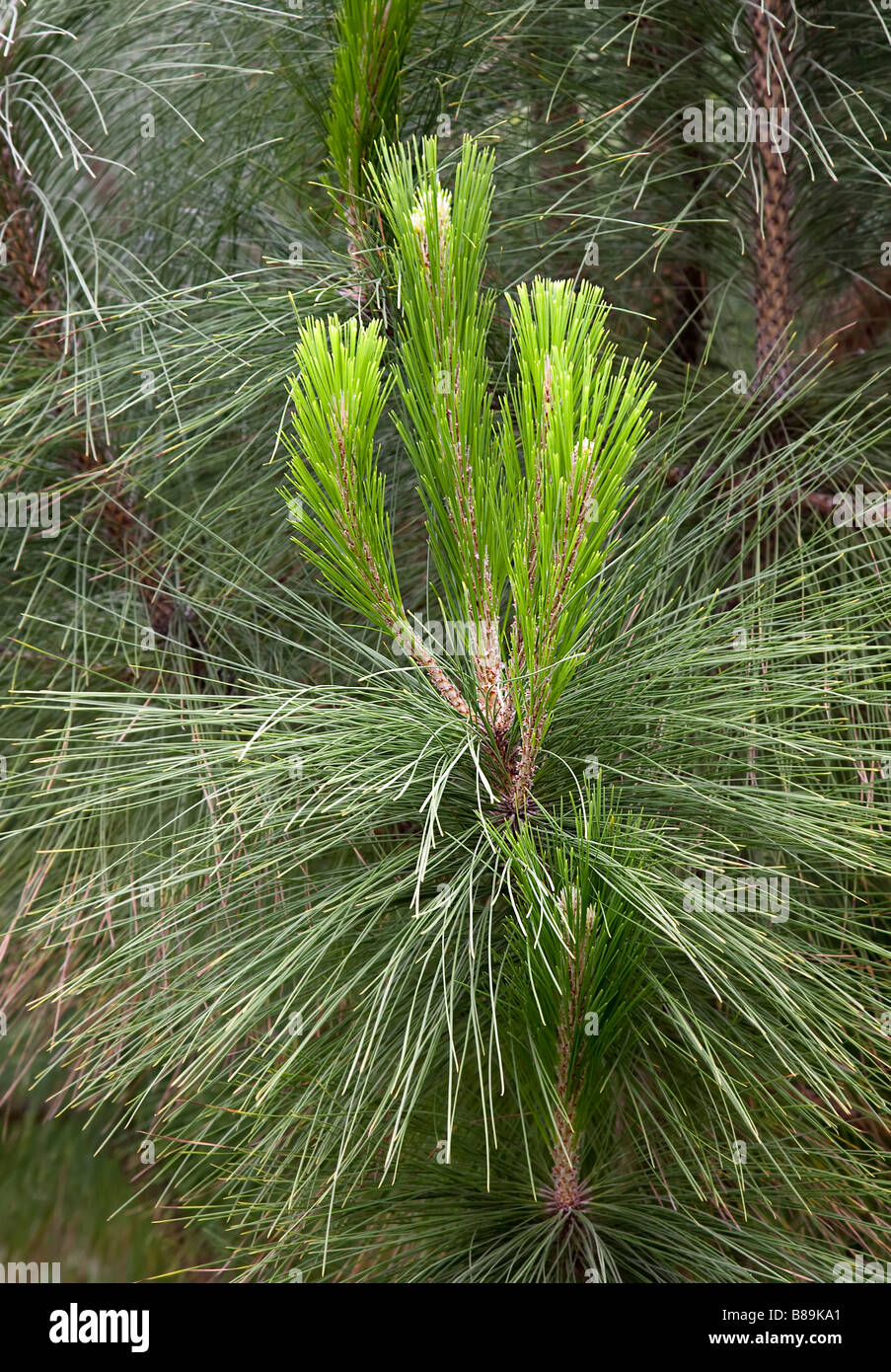 Pin Pinus canariensis des Canaries Gran Canaria Espagne Photo Stock - Alamy