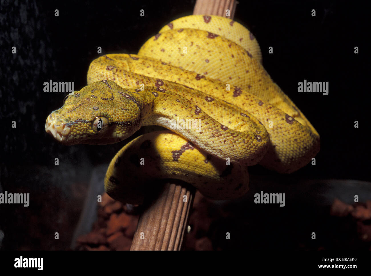 Morelia viridis jeune arbre vert python Banque de photographies et d ...