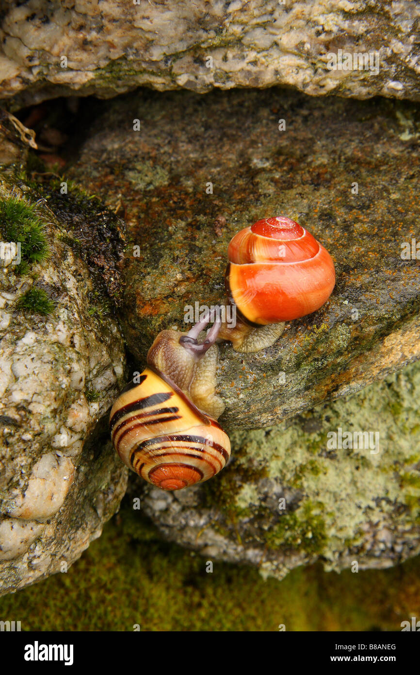 Accouplement de deux escargots Banque de photographies et d’images à ...