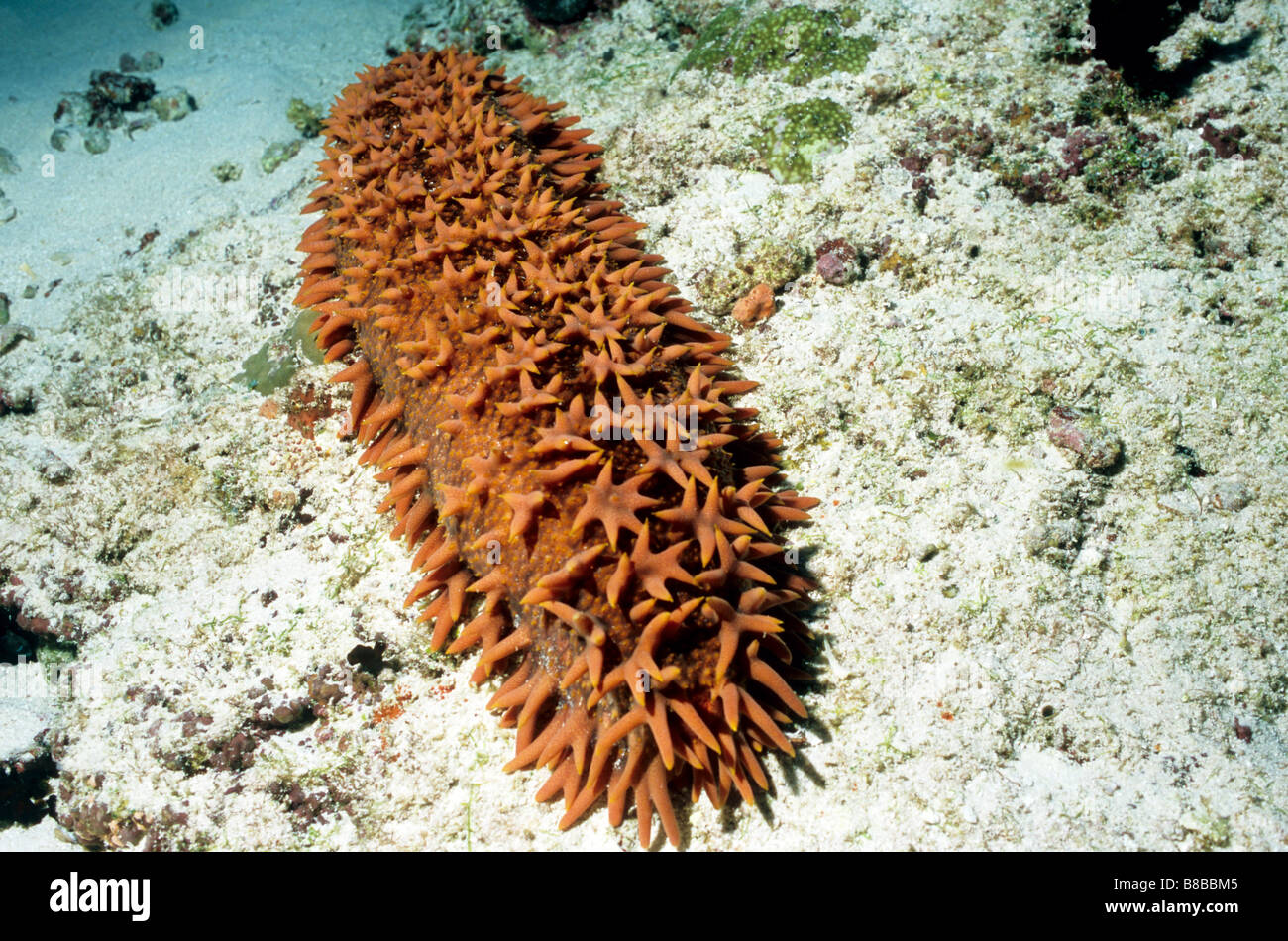 Sea cucumbers Banque de photographies et d’images à haute résolution ...