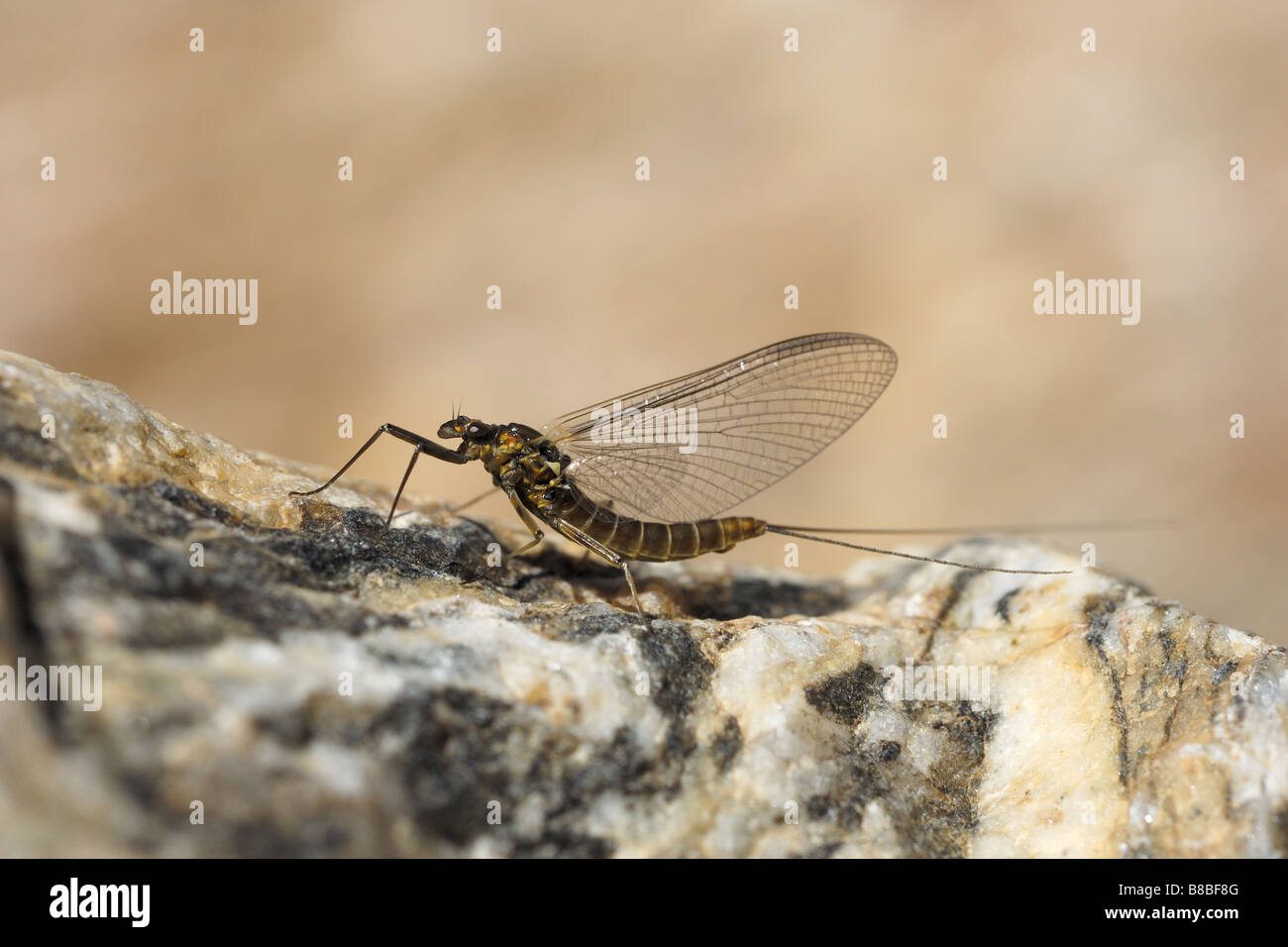 Efemerottero effimera immagine insetti ephemeroptera imago insecte ...
