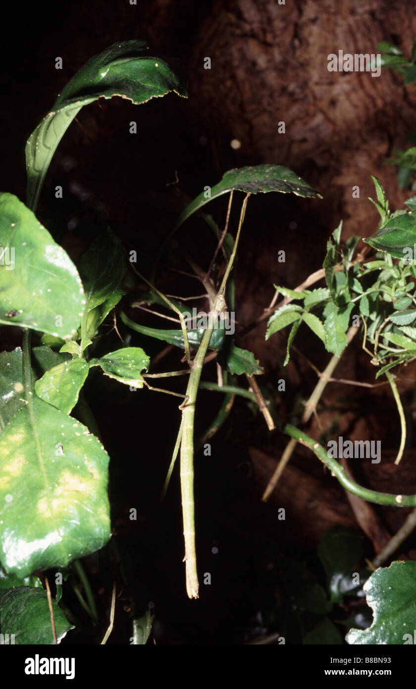 Phasme terrarium Banque de photographies et d’images à haute résolution ...