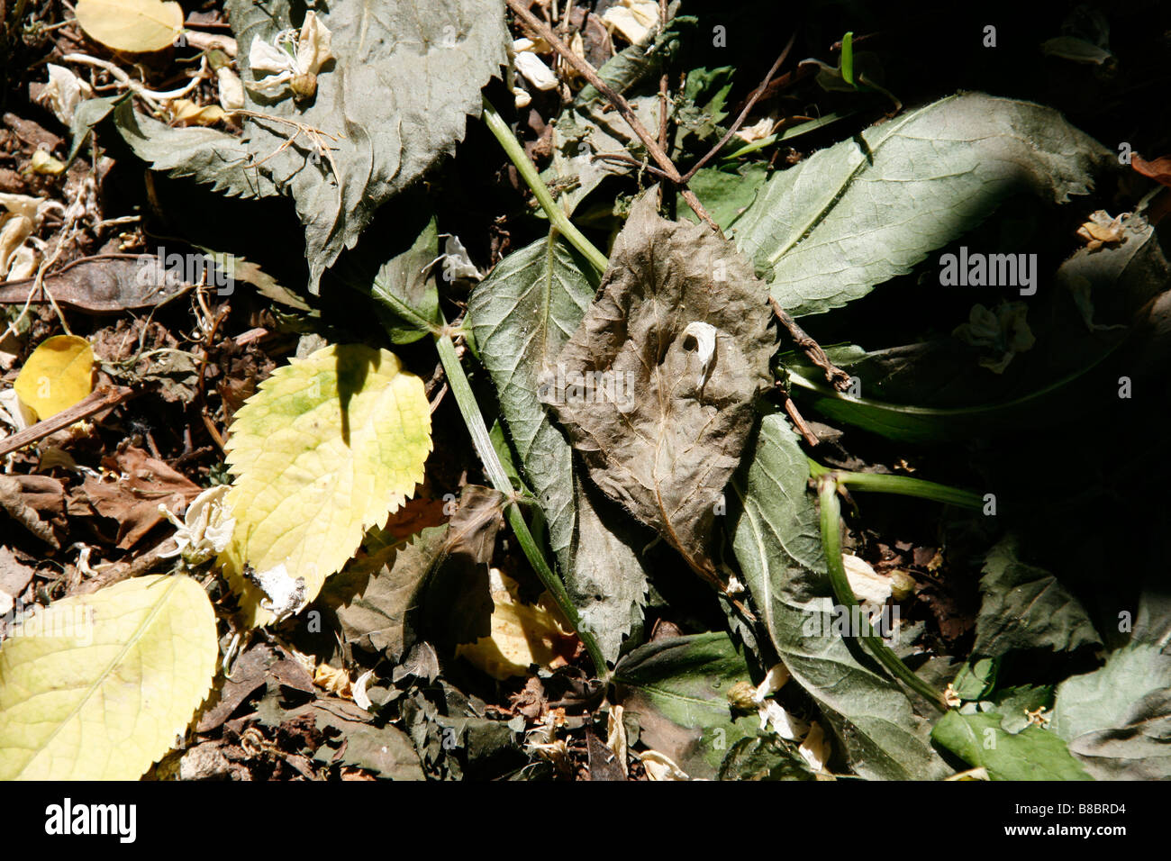 Sol jaune sol sec unique brun sauvage Banque de photographies et d ...