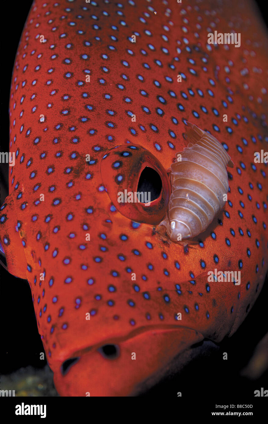Isopode de poisson parasite Banque de photographies et d’images à haute ...