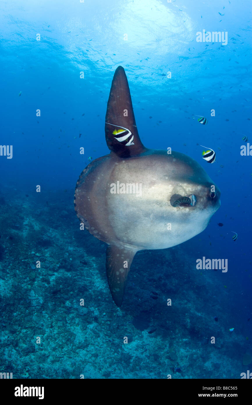 Ocean sunfish Banque de photographies et d’images à haute résolution ...