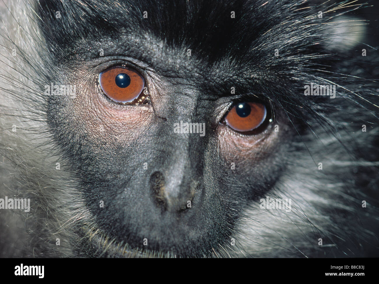 Trachypithecus delacouri Banque de photographies et d’images à haute ...