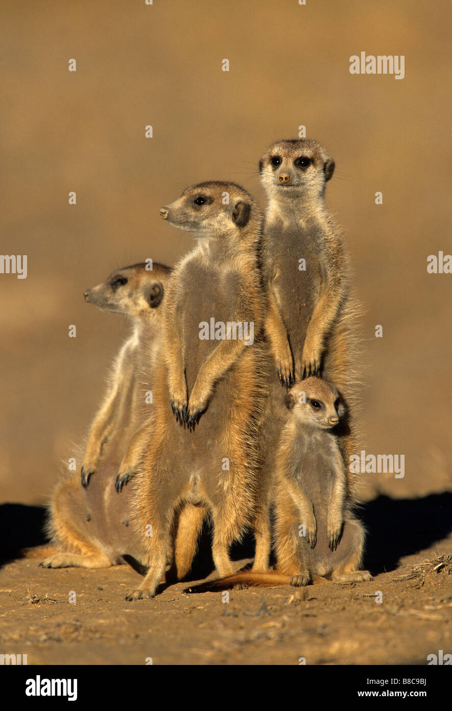 Familles de suricates Banque de photographies et d’images à haute ...