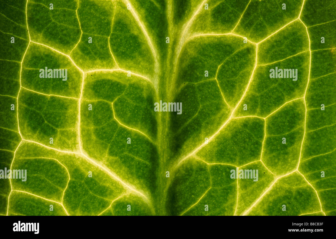 Nervation des feuilles Banque de photographies et d’images à haute ...