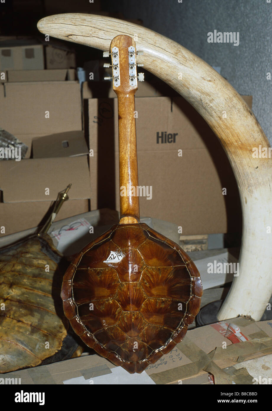 Tusk shell Banque de photographies et d’images à haute résolution - Alamy